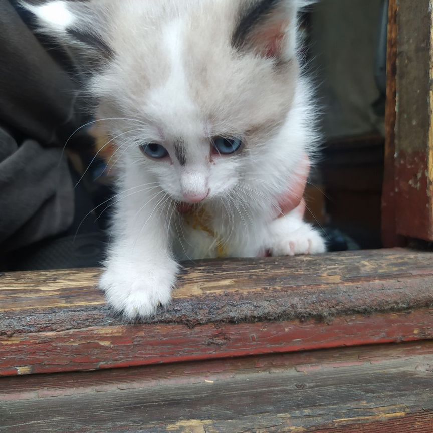 Котёнок от частного владельца