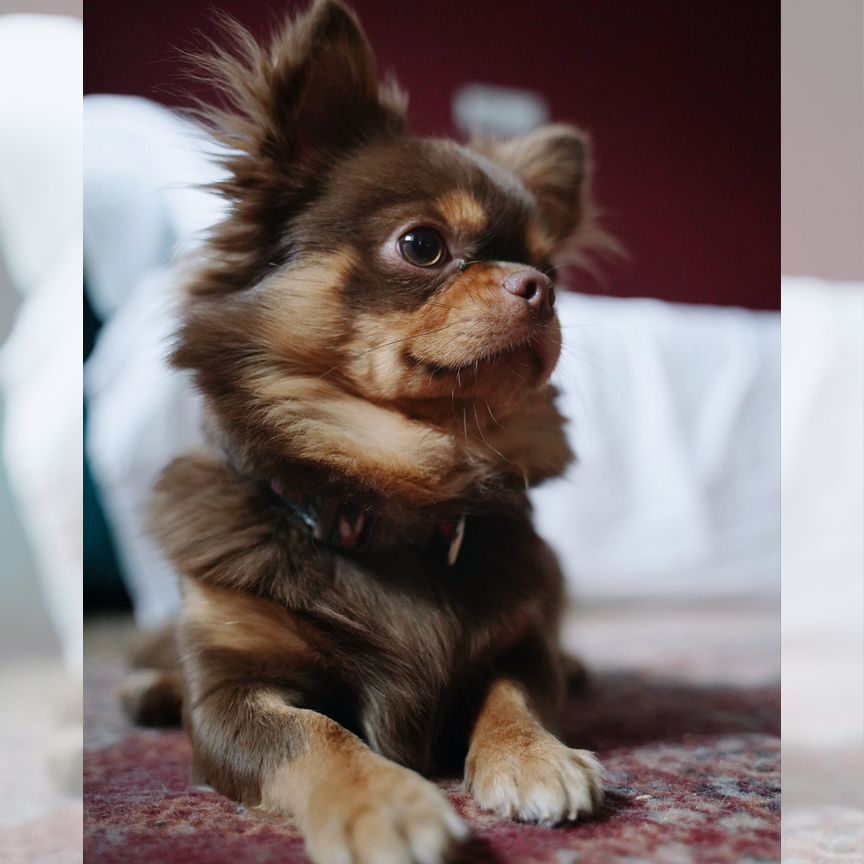 Чихуахуа, вязка