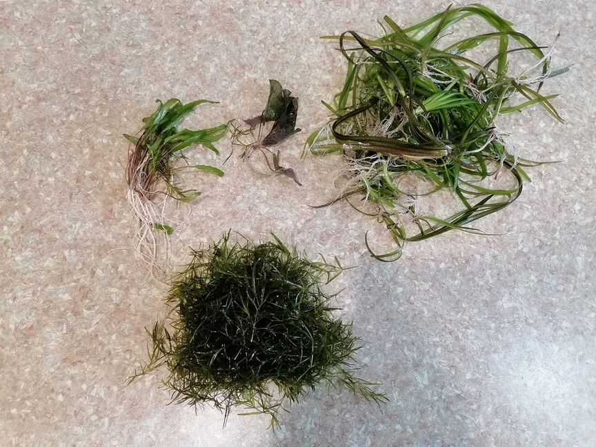 Аквариумные растения