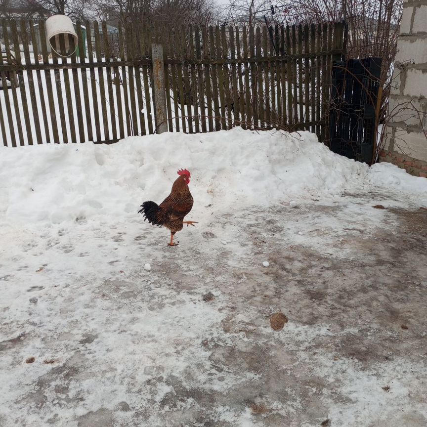 Молодые петухи