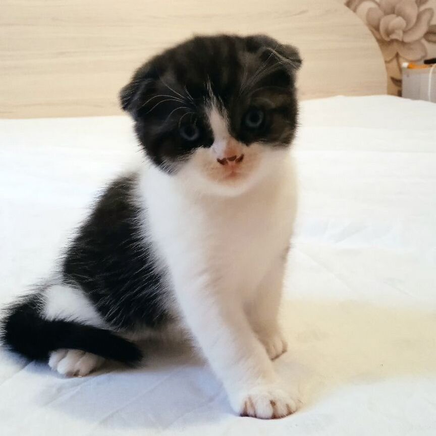 Шотландская вислоухая