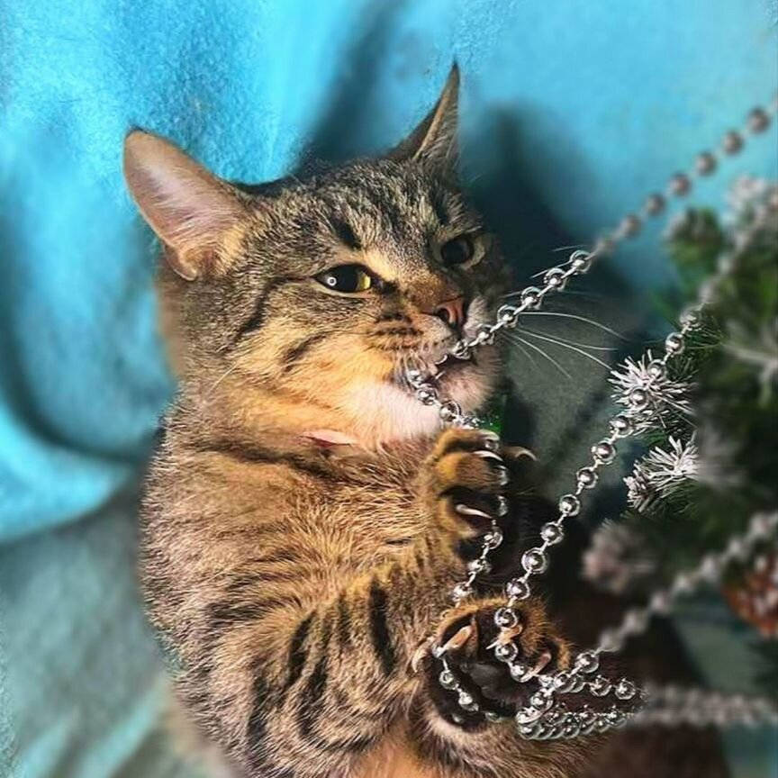 Котик в добрые руки