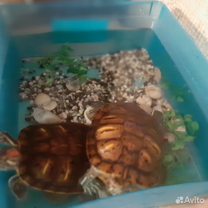 Красноухая черепаха бесплатно