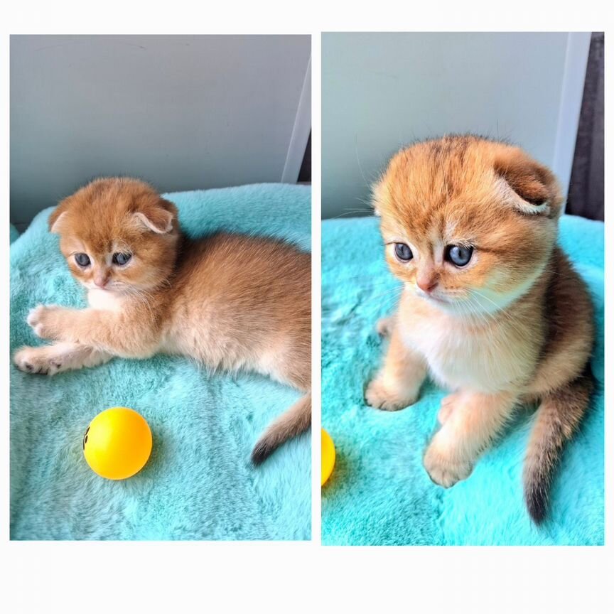 Шотландские котята золотая шиншилла
