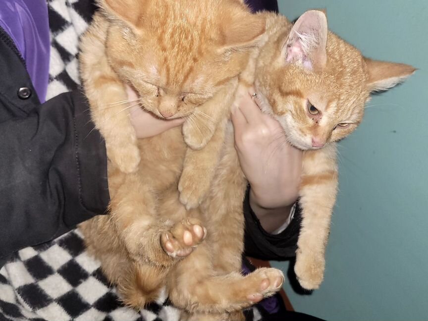 Котики бесплатно в добрые руки
