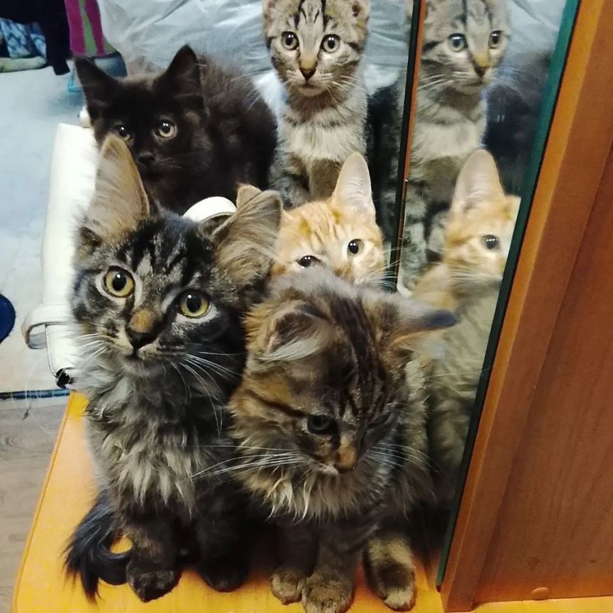 Мейн-кун котёнок