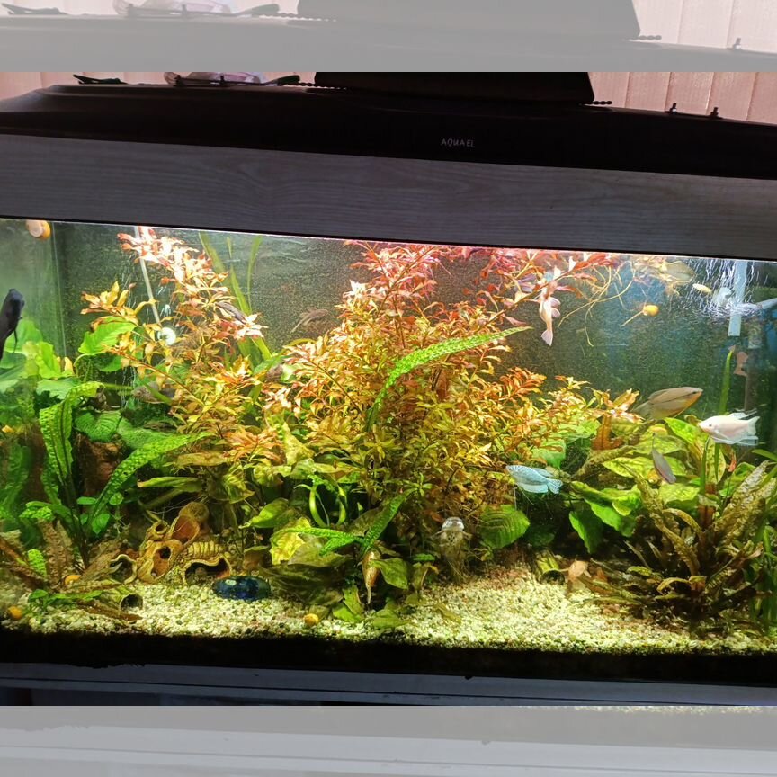 Аквариумные растения прополка