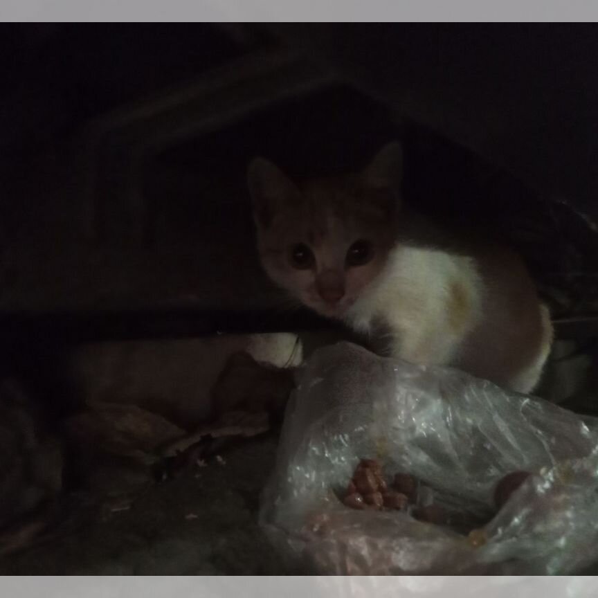 Нашелся котенок