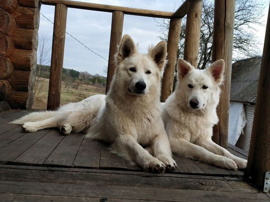 Щенки Белой швейцарской овчарки