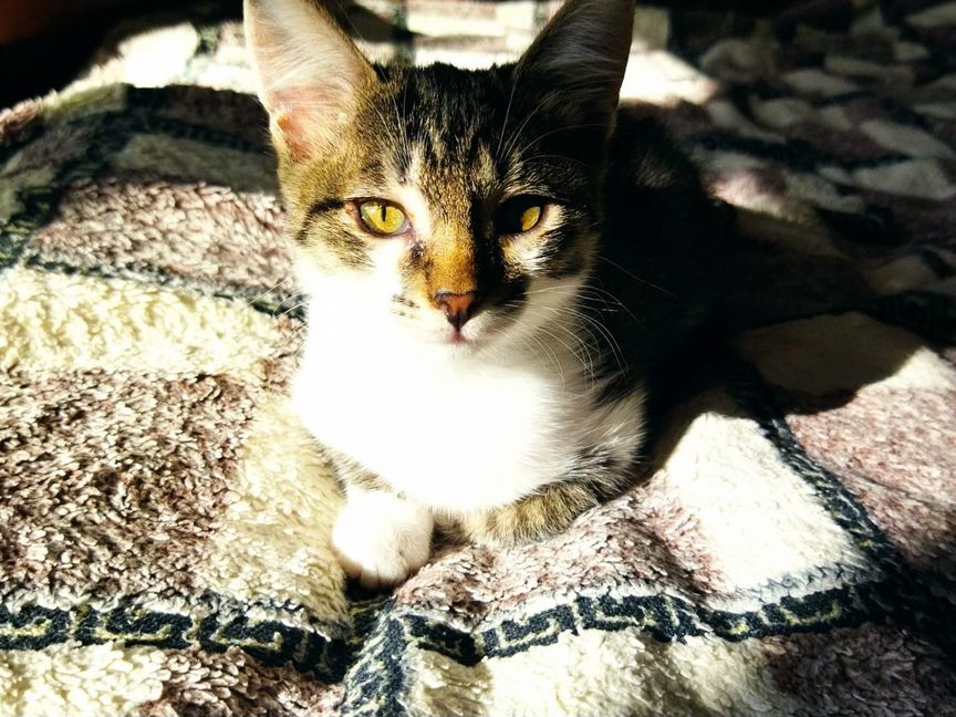 Кошечку отдам