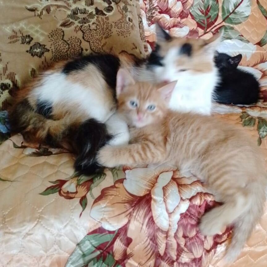 Котята мальчики в добрые руки. Умные и красивые