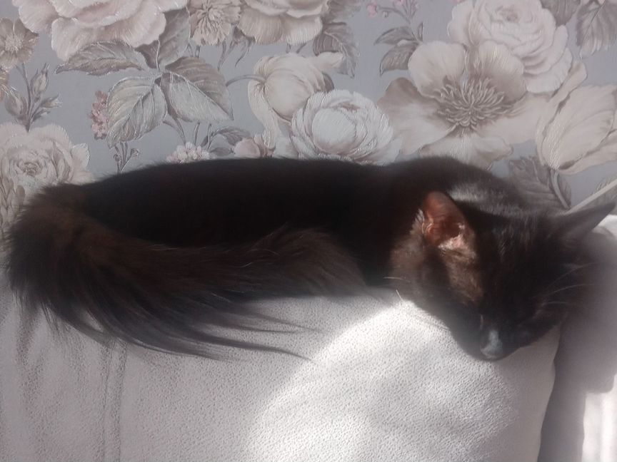 Домашние животные котята