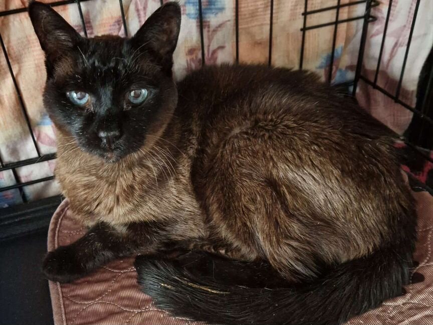 Тонкинская кошка Бесплатно