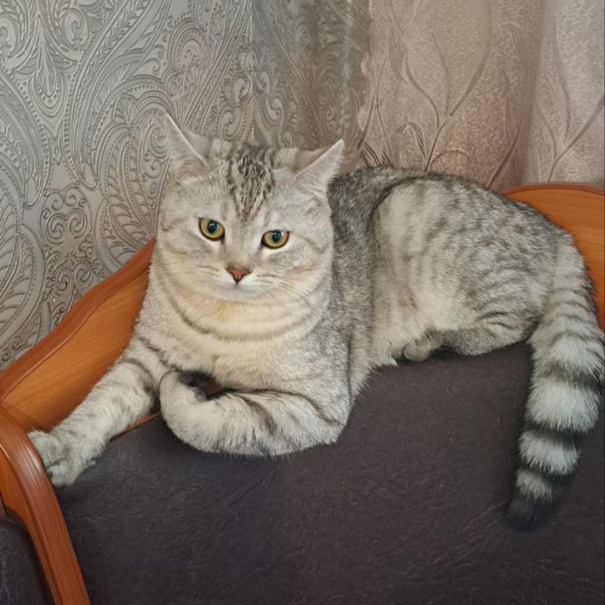Британский кот