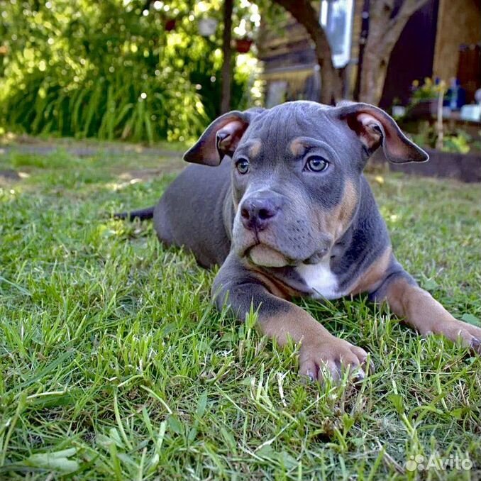 Продается щенок американского булли