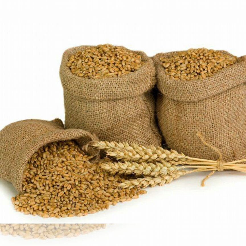 Зерно пшеница в мешках