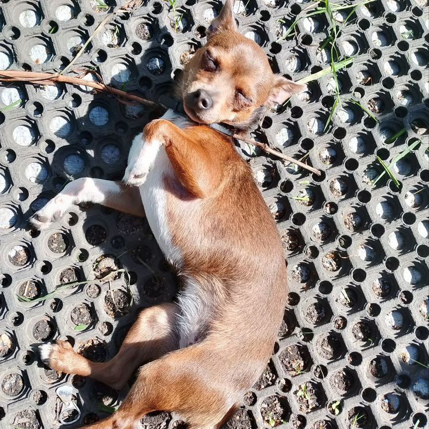 Вязка той-терьер