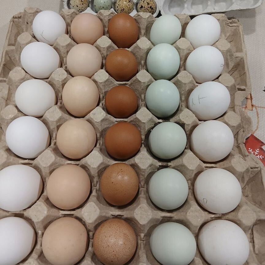 Инкубационное яйцо породистых кур