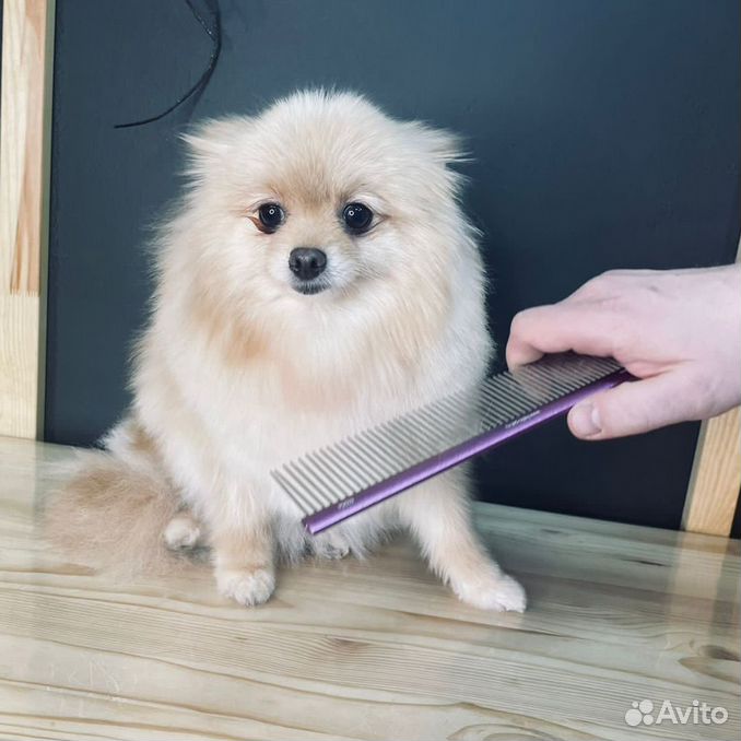 Шпиц крем помераночка