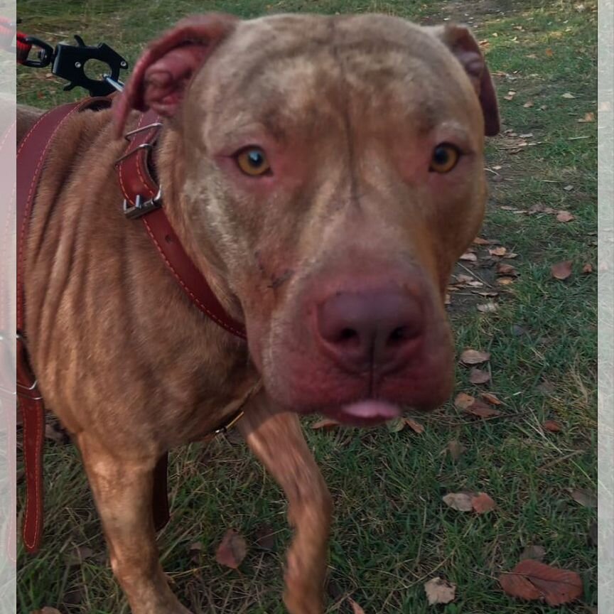 Молоденькая Мия ищет дом