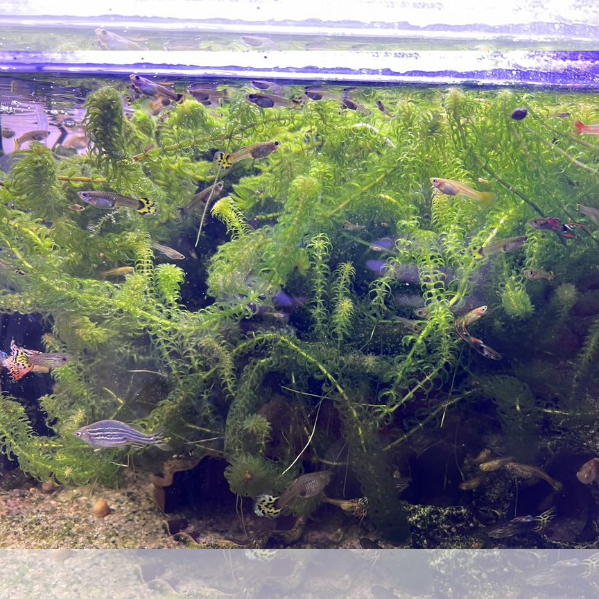 Аквариумные водоросли