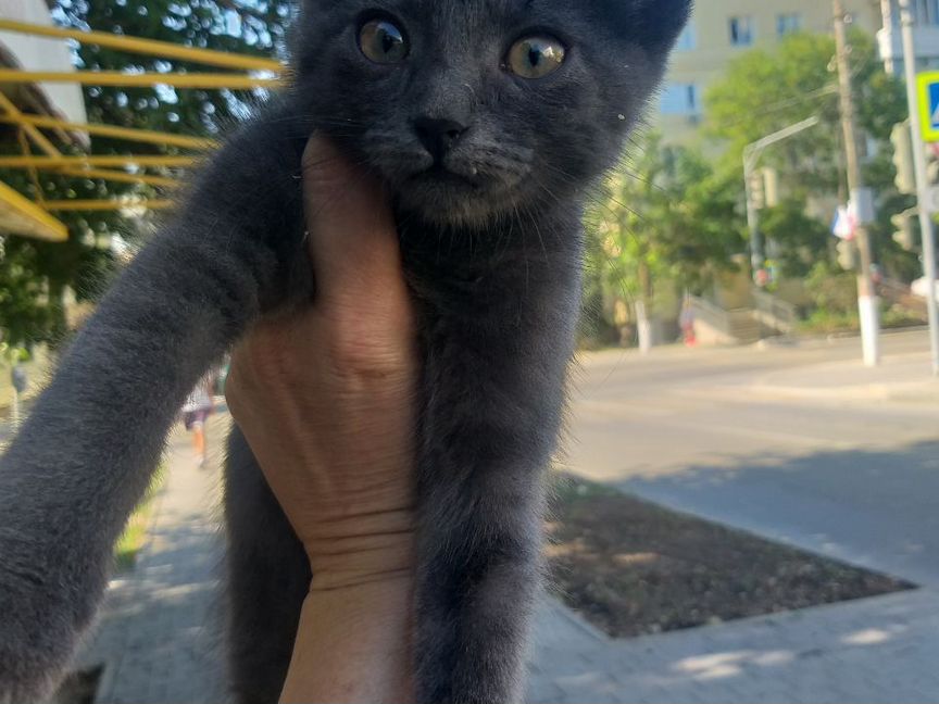 Выброшенный котенок ищет дом