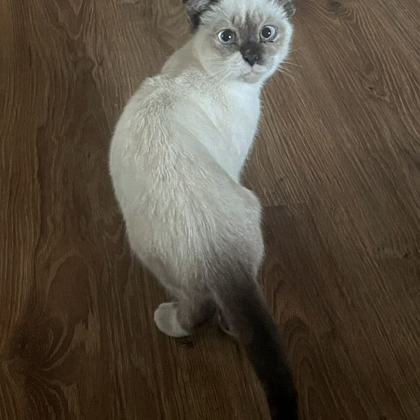 Сиамский кот