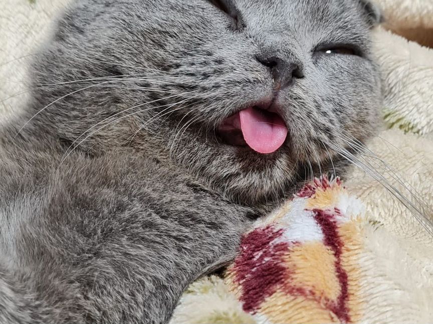 Вислоушка Плюшик натерпелся и теперь ищет семью