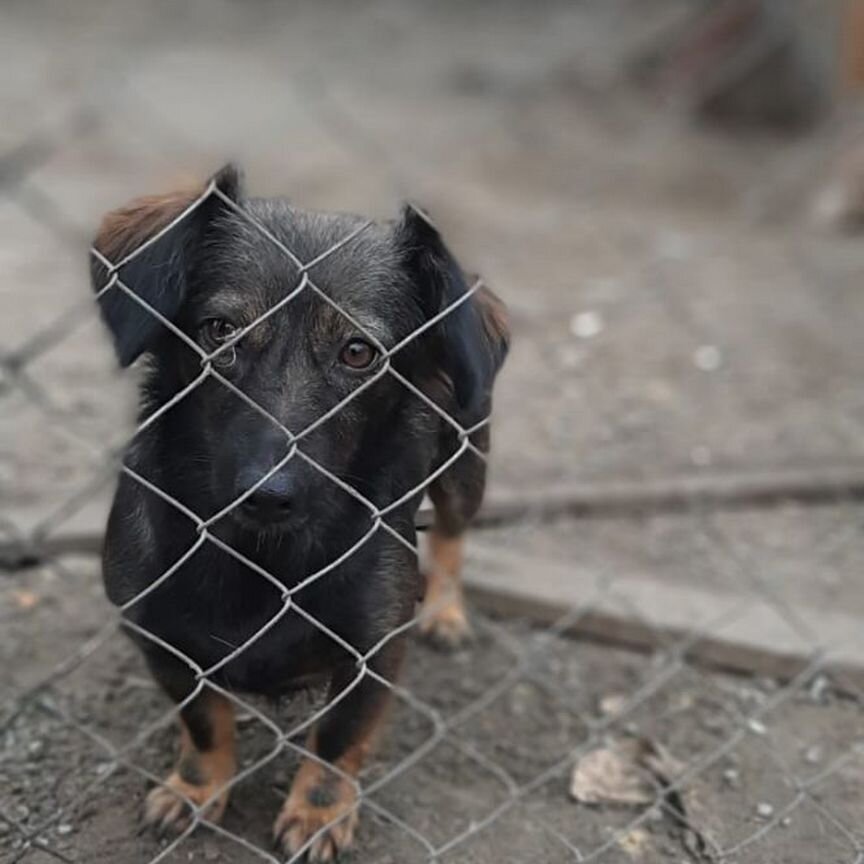 Маленькая собака Ксюша в добрые руки