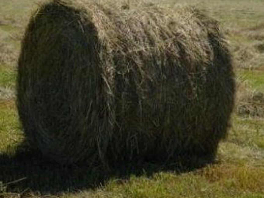 Продам сено в рулонах