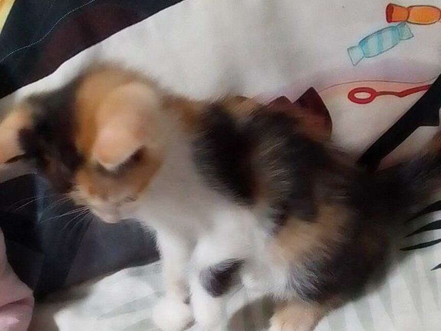 Отдам кошечку в добрые руки