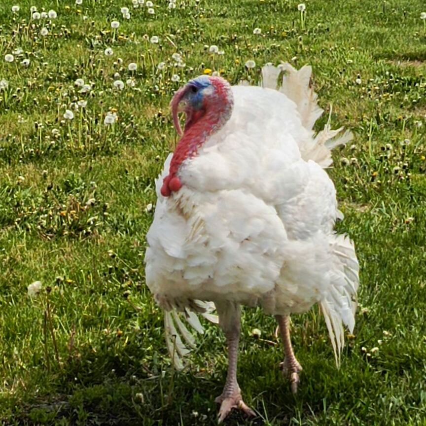 Мясо индюка