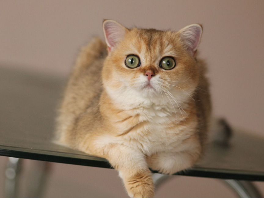 Кошечка золотая