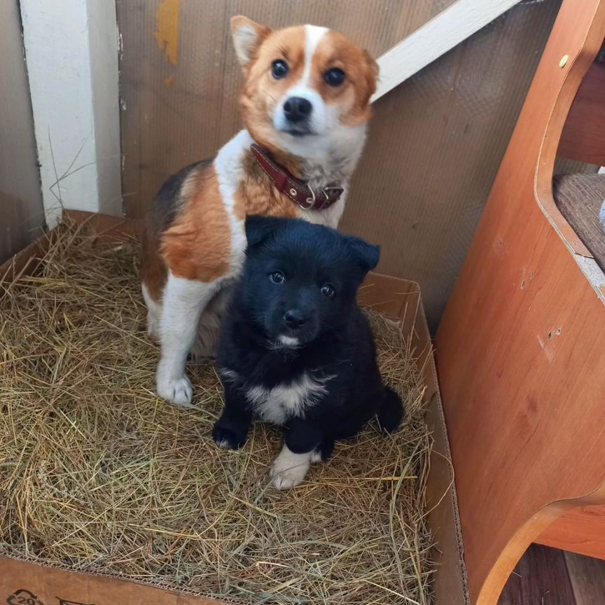 Отдам щенка девочка звать Боня в добрые руки