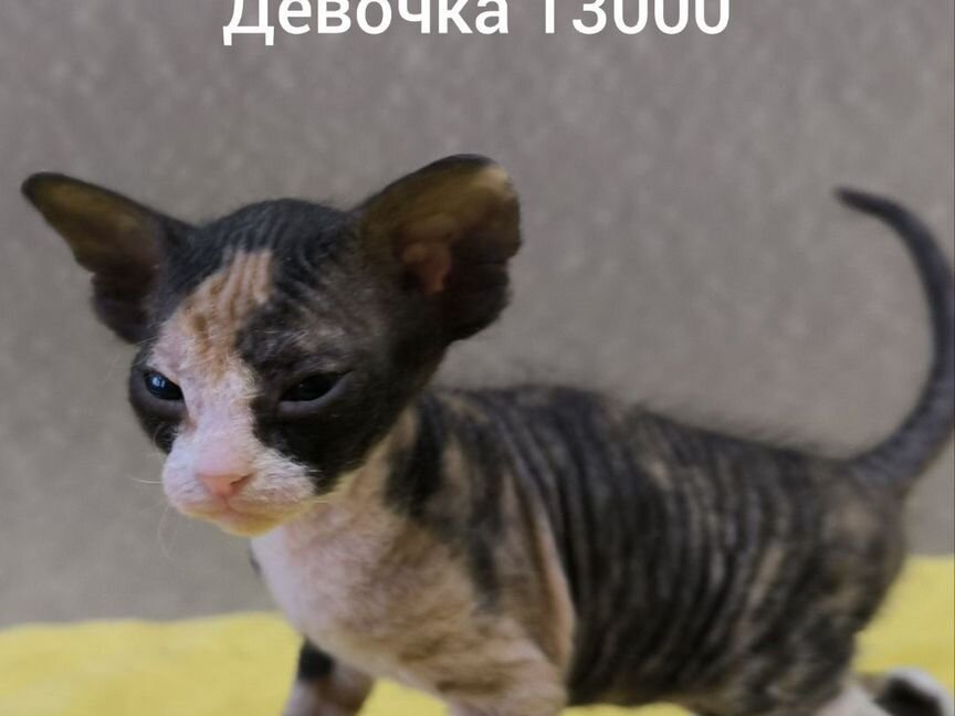 Донской сфинкс котята
