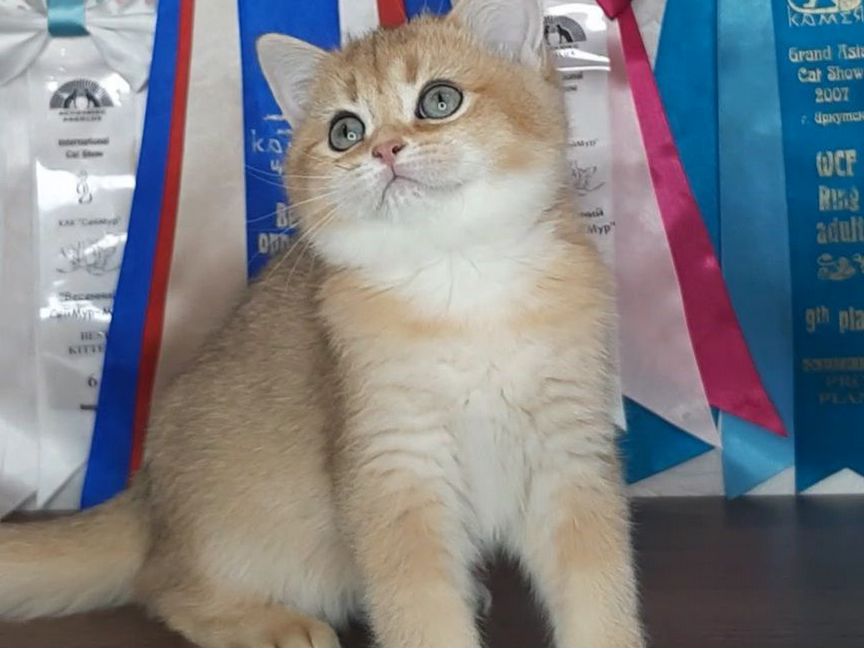 Британские котята драгоценных окрасов