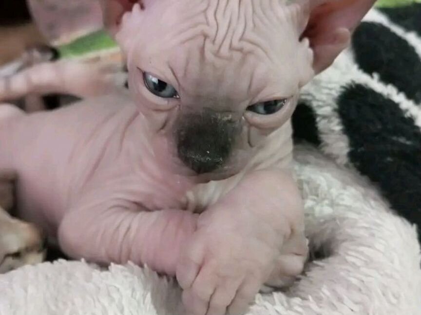 Канадский сфинкс