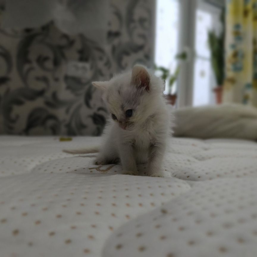 Котенок