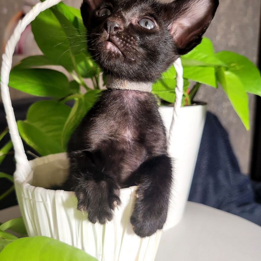 Ориентальный котенок