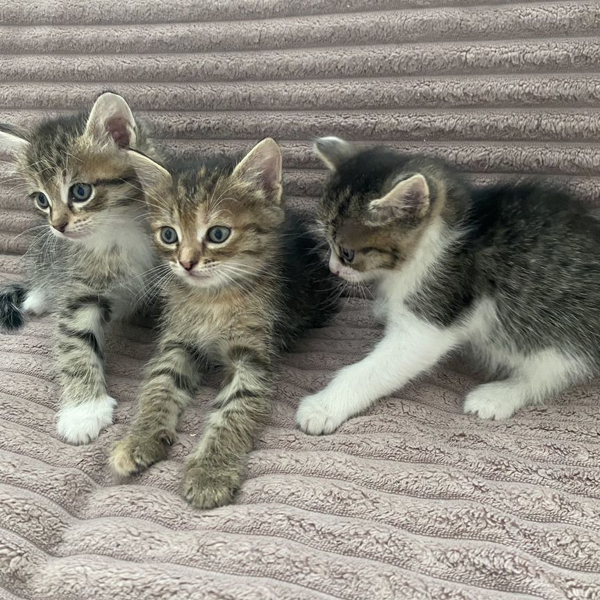 Сибирский котёнок