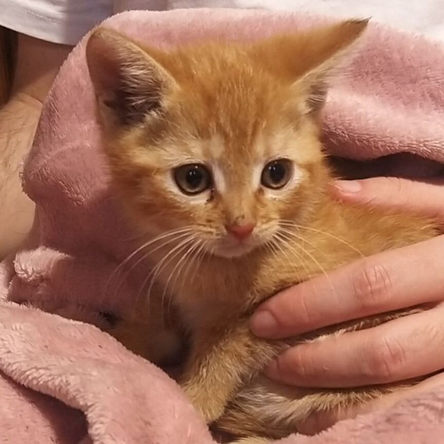 Котята рыжие мальчики