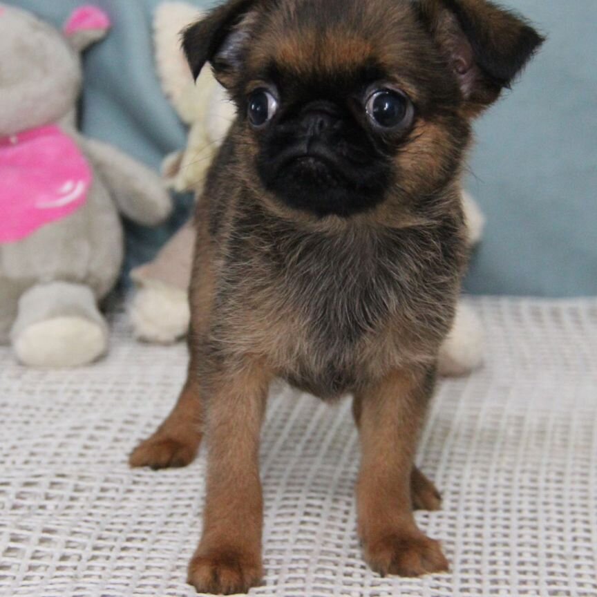 Малыш мини кнопочка брабик