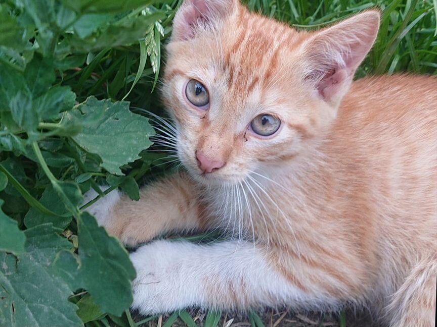 Котёнок. Котёнок. Котёнок