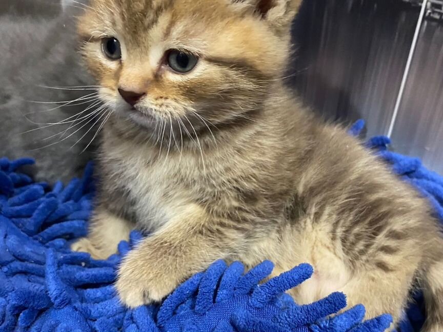 Шотландские котята