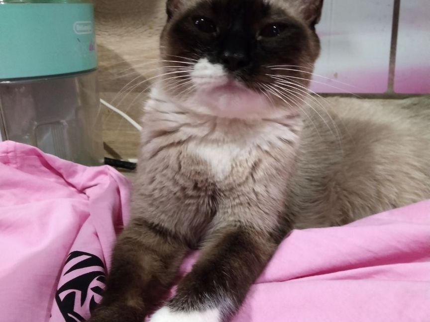 Отдала малышей,но у кошки много молока