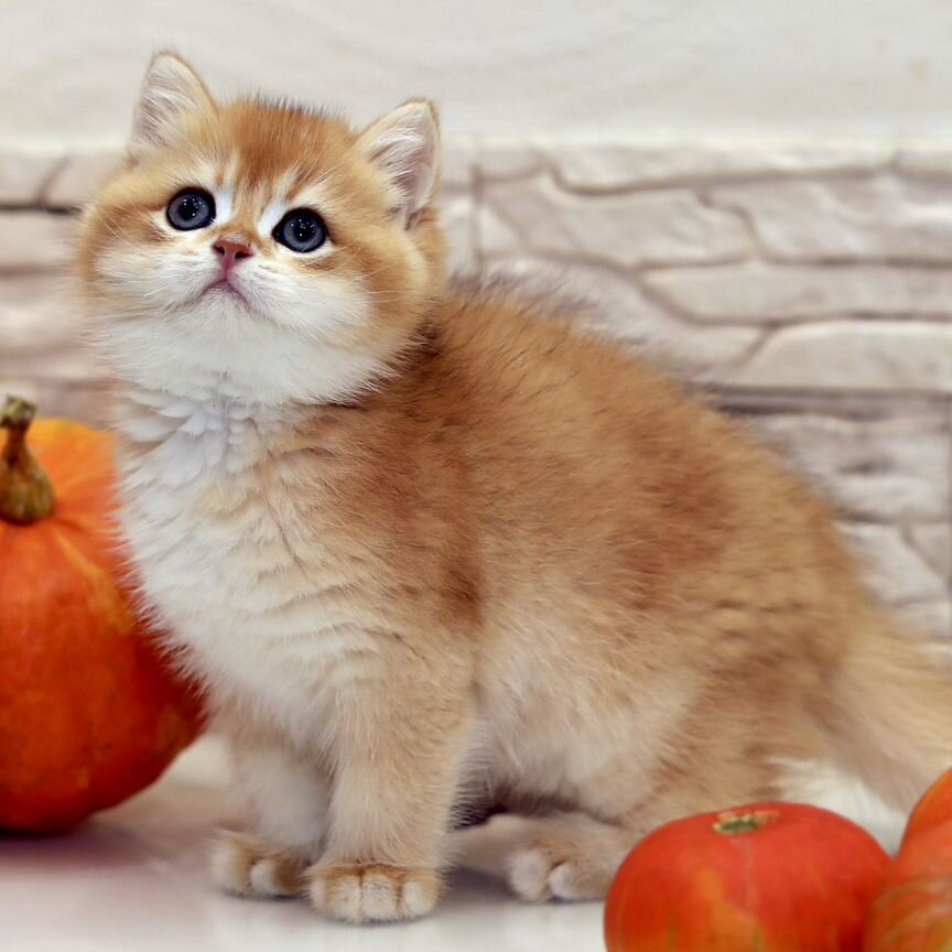 Британский котенок золотая шиншилла