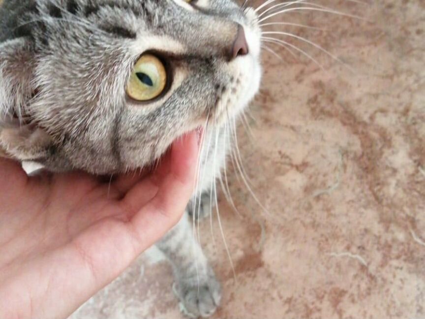 Британская кошка бесплатно