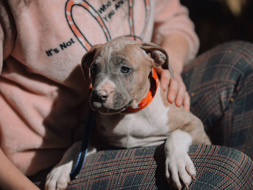 Щенки амстаффа с документами РКФ