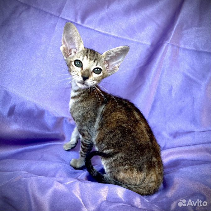 Мраморная красавица