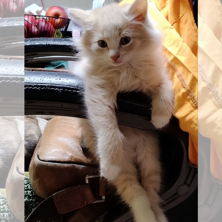 Котёнок в добрые руки